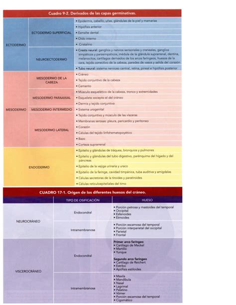 Derivados De Las Capas Germinativas Ectodermo Mesodermo Y Endodermo