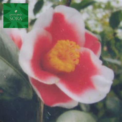 西洋椿 チューリップタイム 12cmポット 1本 SORAの植木屋さん