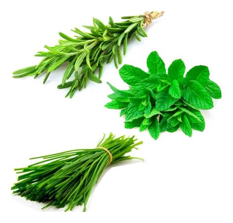 Semillas De Menta Ciboulette Romero Huerta Cultivo