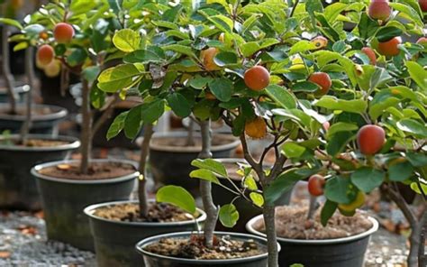La Magie Des Arbres Fruitiers Nains Une Option Merveilleuse Pour Les