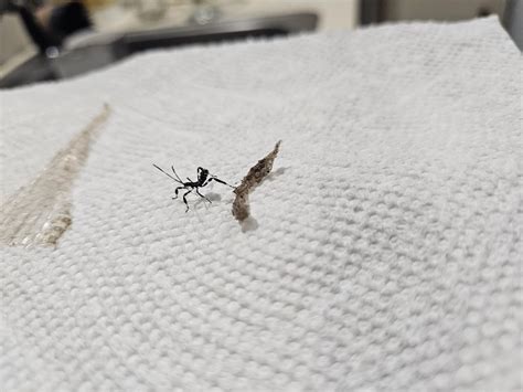 Wut Da Fuk Did I Find In My Apartment R Whatsthisbug