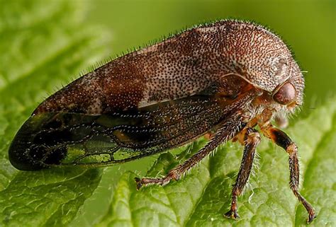 Hemiptera Membracidae Ophiderma Pubescens BugGuide Net