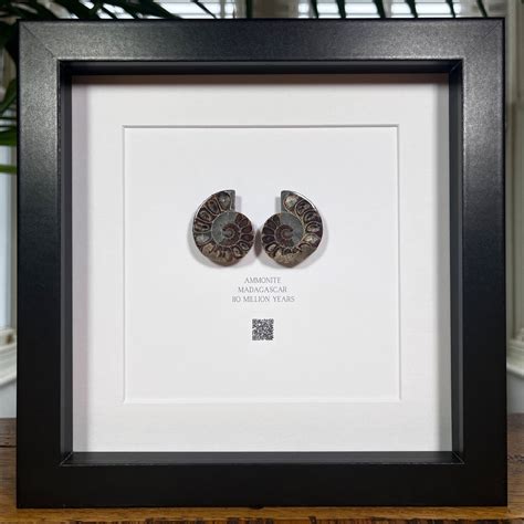 ammonite in frame dino fossils uk framed fossil collection a fossil