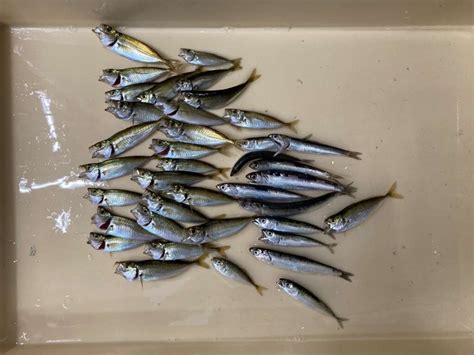 アジュール舞子 豆アジ本格回遊 サビキは小さめで！ フィッシングマックス 関西の釣果大阪･神戸･和歌山の釣果情報