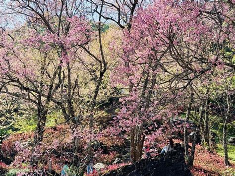 ข่าว Like สาระ สวยงาม ดอกนางพญาเสือโคร่งสีชมพูเบ่งบานสะพรั่งเต็มดอยเชียงราย