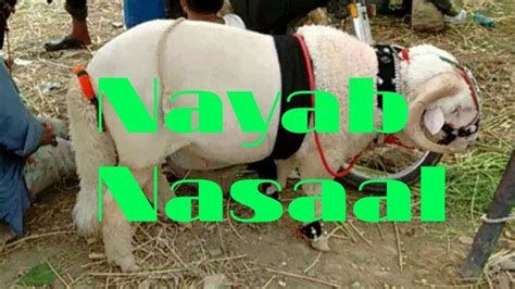 Lalukhet Bakra Mandi Update Nayab Nasal Dumba YouTube