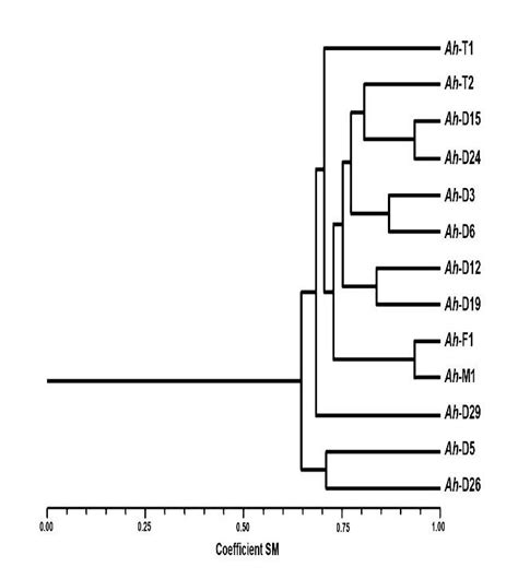 coefficient simple matching dendrogram generated by upgma by the rapd