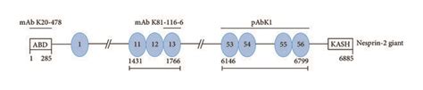 Characterization Of The SMC Domain Of Nesprin 2 A Schematic Of