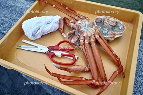 松葉ガニ 写真素材 4428982 無料 フォトライブラリー Photolibrary