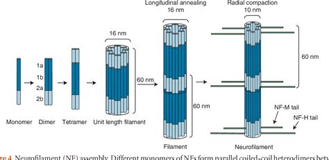 Figure 4 From Neurofilaments And Neurofilament Proteins In Health And