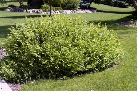 Sumac Gro Low Plant Guide