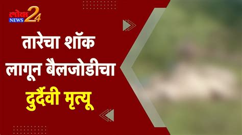 तारेचा शॉक लागून बैलजोडीचा दुर्दैवी मृत्यू Loknews24 Youtube
