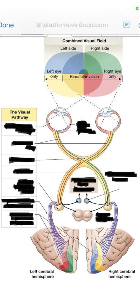 Visual Field Diagram Quizlet