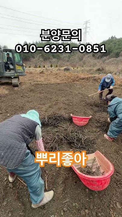 굵직한 지리산 먹고사리종근 모종 뿌리 작업으로 분주 합니다 100 여개 지리산 회원농장 운영 3월 10일 Youtube
