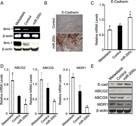 Mir 200c Inhibits Melanoma Growth And Metastasis Through Up Regulation