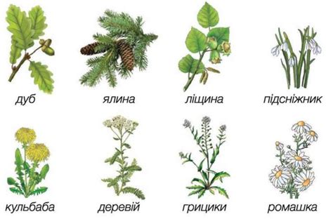 Дикорослі рослини України