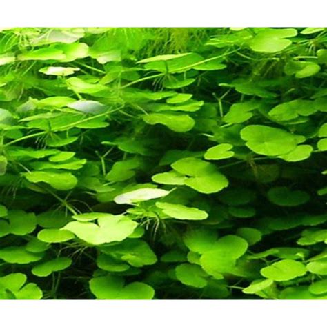 Hydrocotyle Verticillata