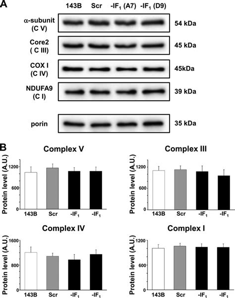 The Inhibitor Protein If1 Of The F1f0 Atpase Modulates Human