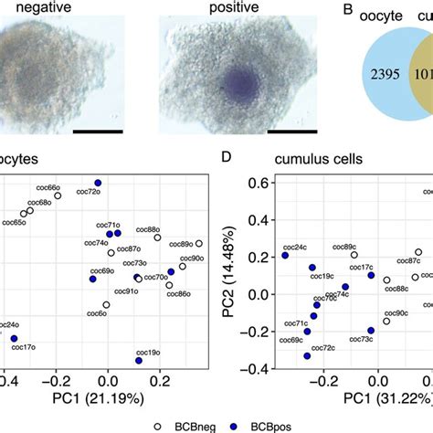 Transcriptome Analysis Of Cumulus Oocyte Complexes A Schematics Of