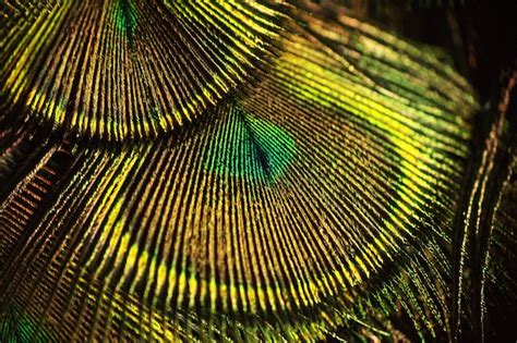 Premium Photo Close Up Of Leaves On Tree Trunk