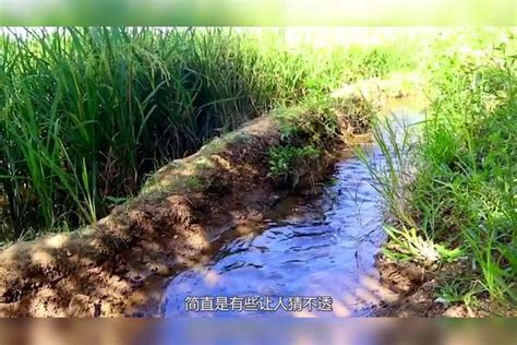 印度人是怎样养鱼的难怪出口量世界第一看完真是佩服