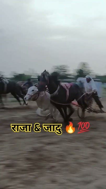 घोडा बैल शर्यत 👑💯🔥बैलगाडाजीवकीप्राण Bailgadapremi Bailgadasharyat