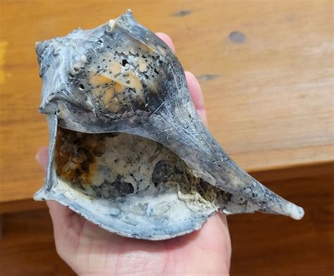 South Carolina Lightning Whelk Conch Seashell Beach Nautical Decor Crafts 4573320916