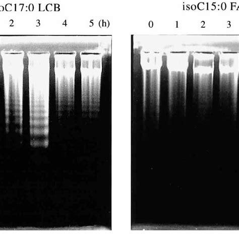 Dna Fragmentation By Long Chain Base Lcb And Free Fatty Acid Fa