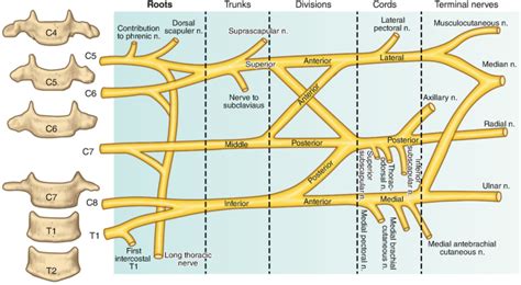 Brachial Plexus Injuries Springer Nature Link