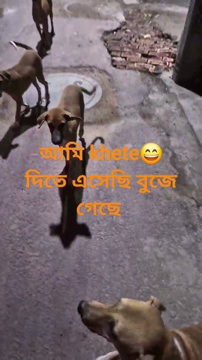 বাচ্ছা গুলোকে কেউ খেতে দেয়না 🙂🙂 Animals Feed Youtube