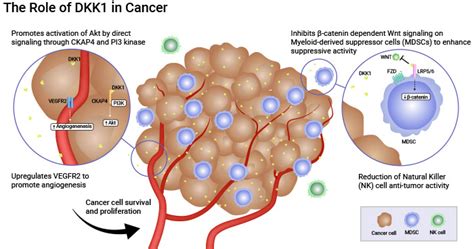 Dkk1 A Wnt Inhibitor A Regulator In Multiple Cancers Cusabio