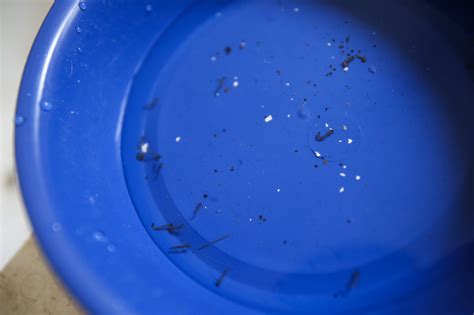 Saúde Lança Campanha Após Aumento Da Dengue Zika E Chikungunya A Tarde