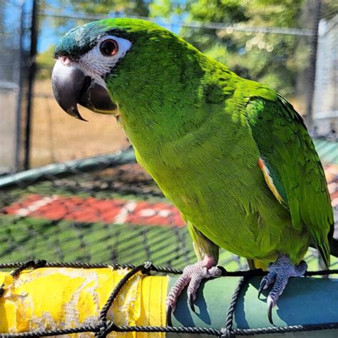 Macaw Parrots Archives Global Exotic Parrots Farm