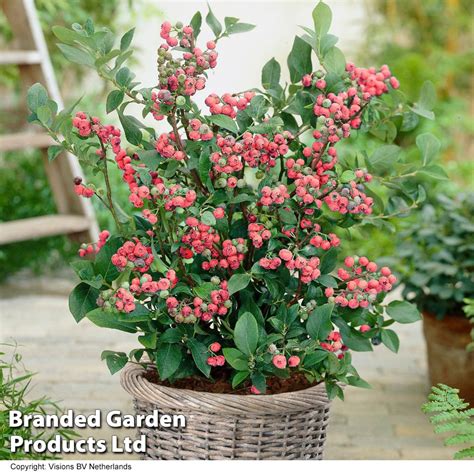 Blueberry Pink Lemonade Self Fertile Deciduous Shrub