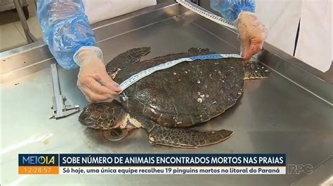 Quase animais marinhos são encontrados mortos no litoral do Paraná em quatro dias Paraná G