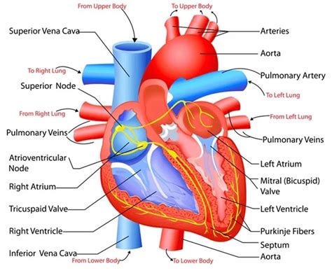 Transportation In Human Beings Circulatory System And The Human Heart