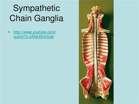 Sympathetic Ganglia Anatomy Engraving Stock My Xxx Hot Girl