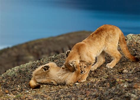 Home Cat Expeditions Ethical Wild Cat Photo Tours