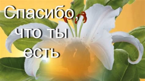 Картинки Спасибо тебе за то что ты есть в моей жизни