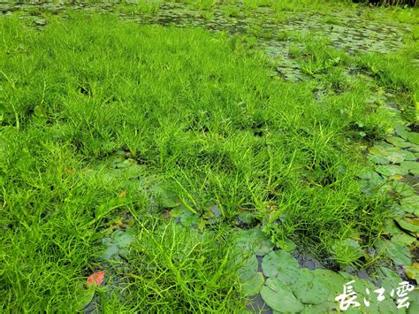 武汉生态环境保护成效显著湿地四宝长势喜人 长江云 湖北网络广播电视台官方网站