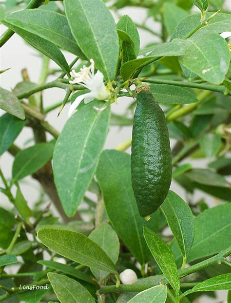 Australian Finger Limes Lime Caviar And How To Use Them