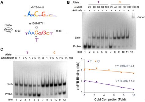 Regulation Of C Myb Binding Activity By Rs13074711 A Depiction Shows