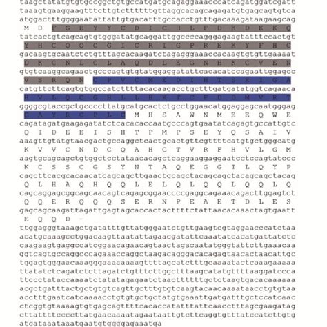 A The Full Length Cdna And Deduced Amino Acid Sequence Of Cs Rchy1