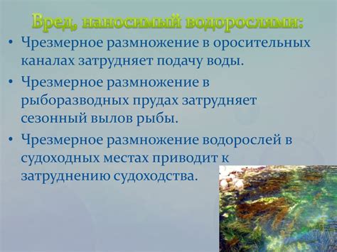 Водоросли. Виды водорослей - презентация онлайн
