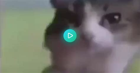 Yipeee Cat Explodes Album On Imgur