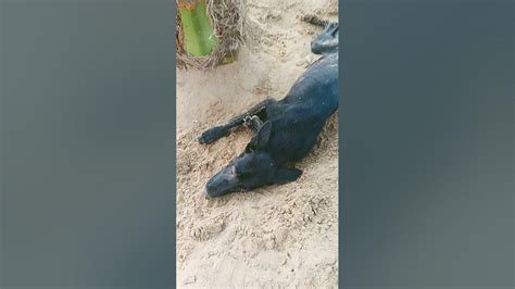Bhuria And Kalia Dog Puppy Doglover Animals Khaju Youtubeshorts