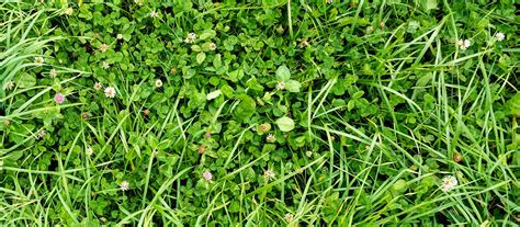 Rootstock The Well Deserved Hype Behind Organic Grassmilk® Organic