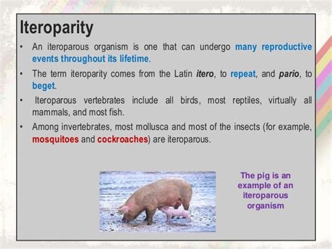 Reproductive Ecology Insects
