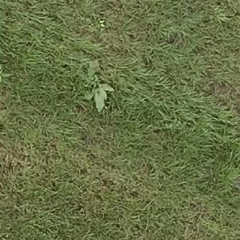 Weed Detection Object Detection Dataset And Pre Trained Model By Dev