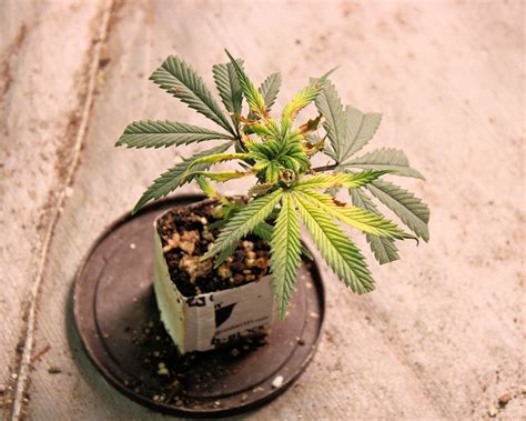 Letters To Rev Cloning Cannabis Plants Skunk Global